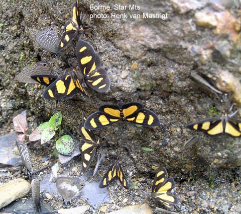 Papua Insects Foundation (Lepidoptera/Geometridae(Ennominae)/Ctimene ...
